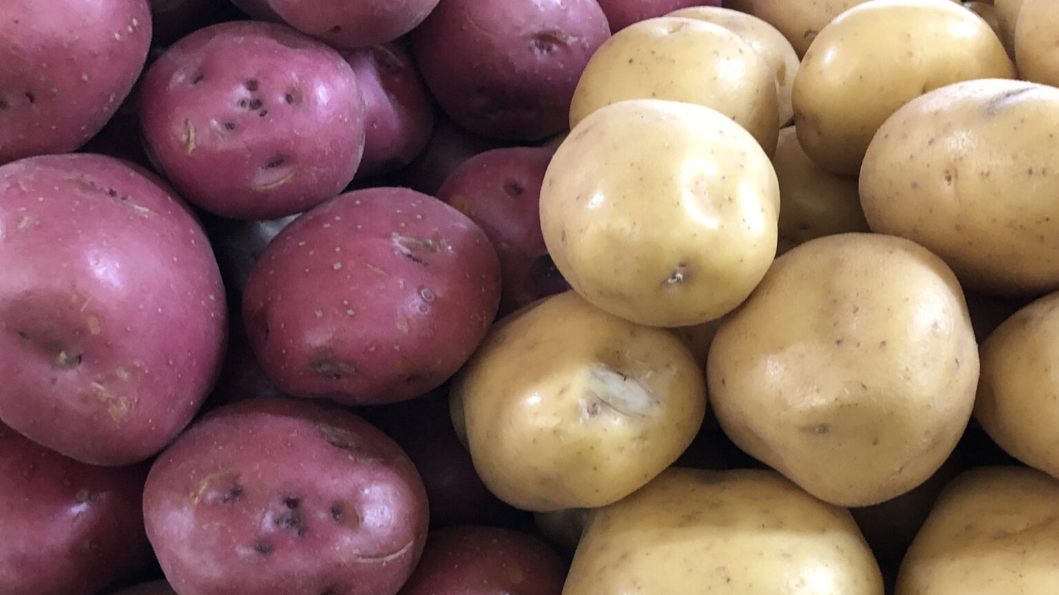 La différence entre les pommes de terre rouges et blanches s'explique ...